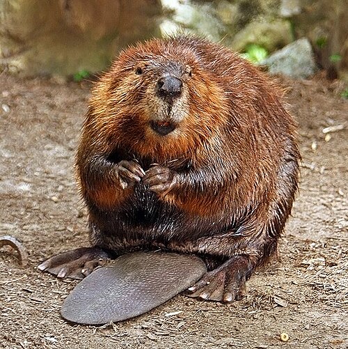 A Beaver Tale In The Land Of Beavers - Daniel (Danny) St. Andrews
